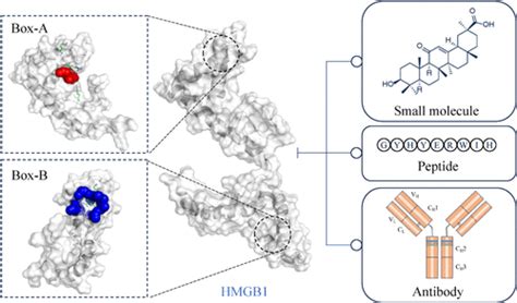 Targeting Hmgb1 And Its Interaction With Receptors Challenges And Future Directions Journal