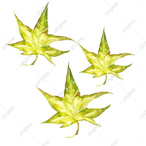 손으로 그린 메이플 일러스트 리프 단풍잎 가을 수채화 Png 일러스트 및 Psd 이미지 무료 다운로드 Pngtree