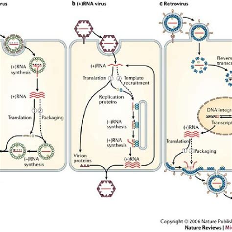 Replication Strategies Of Different Kinds Of Rna Viruses Are Shown A