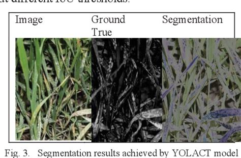 Figure 3 From Automated Detection Of Wheat Powdery Mildew Using Yolact