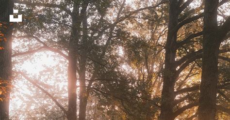 숲 속의 나무 사이로 태양이 빛나고 있습니다 사진 Unsplash의 무료 자연 이미지