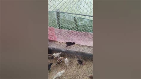 আলহামদুলিল্লাহ মুরগির বয়স 24 দিন Village Chicken Chickenfarming Bismillah Agro Dreamagro
