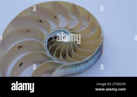 Shell Nautilus Pearl Fibonacci Sequence Symmetry Cross Section Spiral