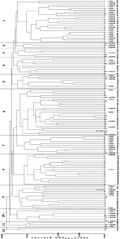 Neighbor Joining Tree Generated By The Upgma Method Pair Group Method Download Scientific