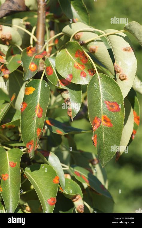Pear Rust Hi Res Stock Photography And Images Alamy