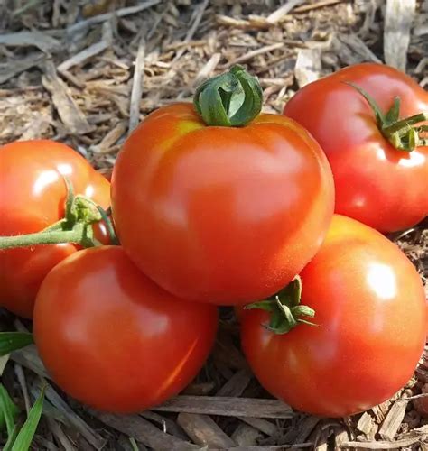 14 Best Cherry Tomato Varieties Top Picks For Your Garden