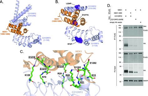 Alphafold Structural Modelling Of The Nek1 C21orf2 Interaction Download Scientific Diagram