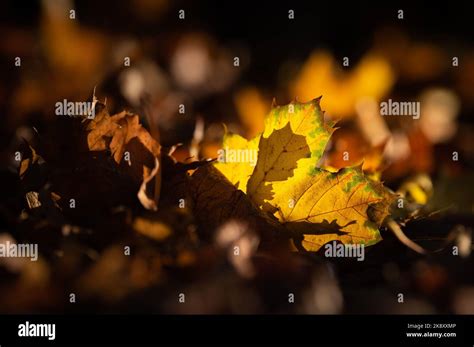 Herbstblat Hi Res Stock Photography And Images Alamy