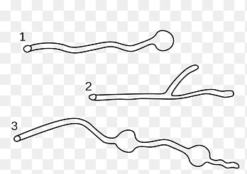 Sperma Png Images Pngegg