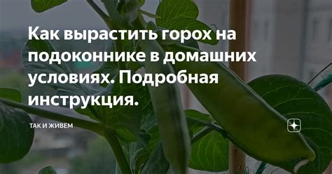 Как вырастить горох на подоконнике в домашних условиях Подробная
