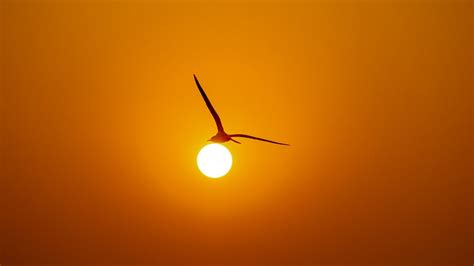 Anirban Mishra Anirban070495 Profile Pinterest
