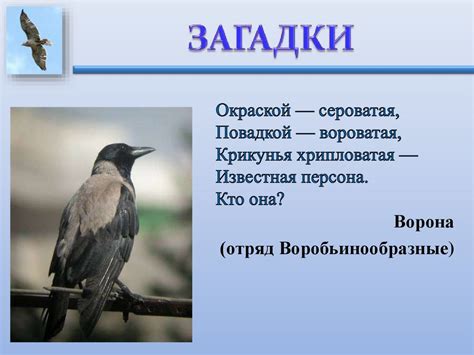 И пух, и перо - презентация онлайн
