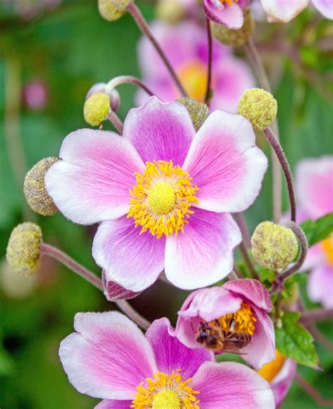 Anemone Plant