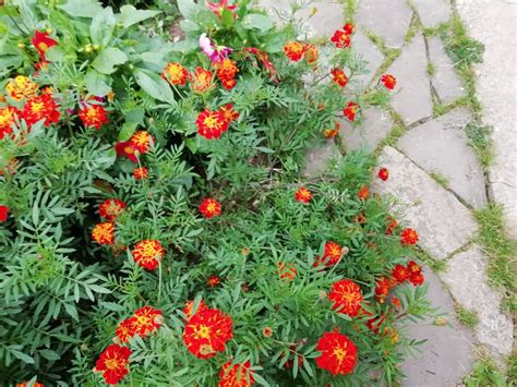 Бархатцы – лучик солнца на участке | Мои друзья Растения | Дзен