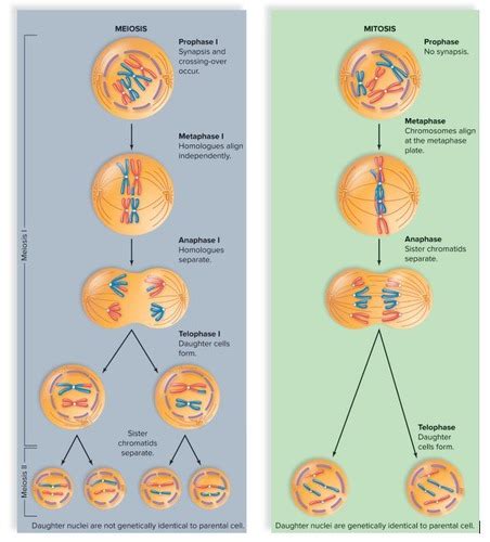 Mitosis Vs Meiosis Flashcards Quizlet