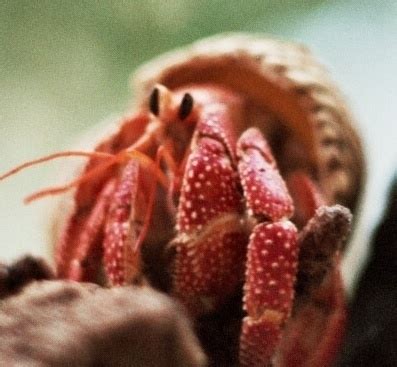Hermit Crab Species Types Of Hermit Crabs Hermit Crab Hermit Crab