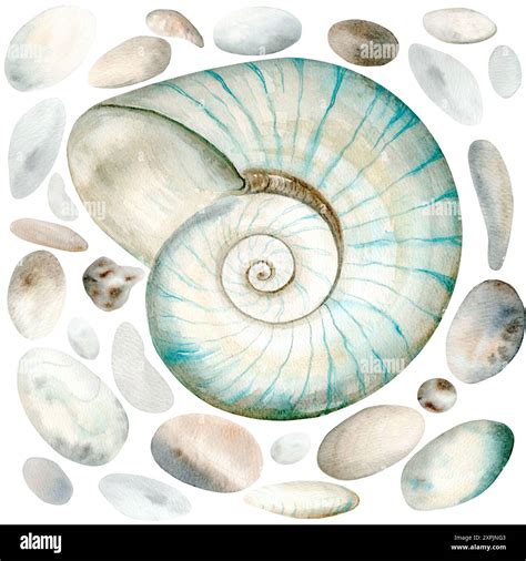 Nautilus Shell Drawings