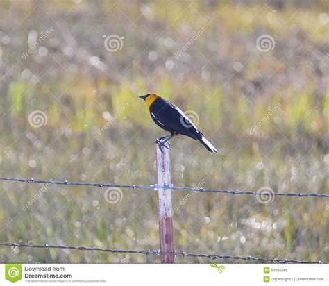 Yellow Headed Blackbird Stock Image Image Of Fence 50355585