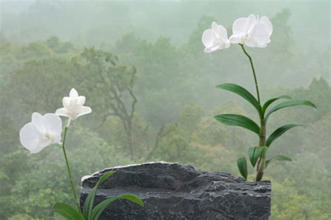 돌 연단 탁상 바닥은 자연 숲 배경에 하얀 난초 꽃을 흐리게 했다 천연 화장품 스파 아로마테라피 제품 모형은 현재 받침대 스탠드 디스플레이 봄과 여름 개념입니다 0명에 대한