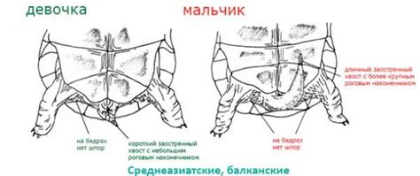 តធវដចមតចដមបកណតភទរបសអណតក កមងបរសឬកមងសរ