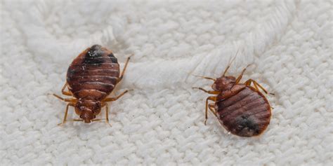 How To Check A Room For Bedbugs VIDEO HuffPost