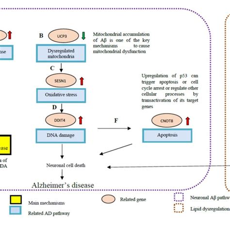 Genes In Ad Related Biological Pathways Ad Related Pathways Could Be Download Scientific