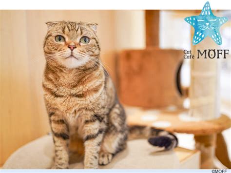 Cat Café Moff｜キャットカフェモフ｜猫カフェmoff（モフ）