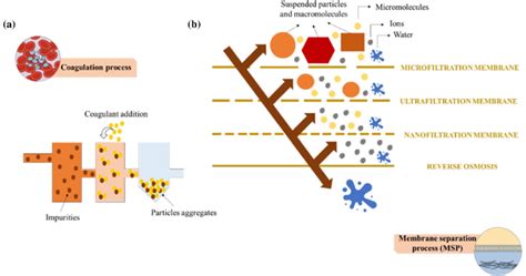Schematic Representation Of The Coagulation And Aggregate Generation Download Scientific
