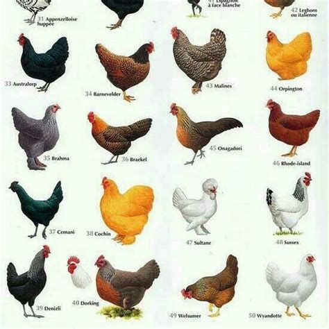 Породы кур 78 фото