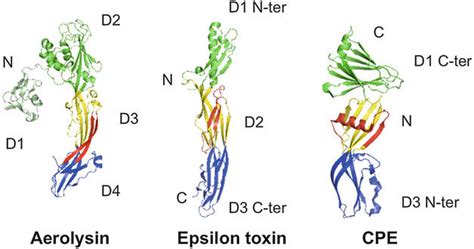 Structure Of C Perfringens Epsilon Toxin Etx And Related β Pfts Download Scientific Diagram