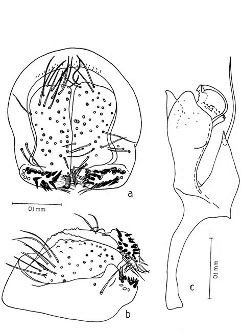 Figure From The Male Genitalia Of Some Neotropical Drosophila Notes And Illustrations