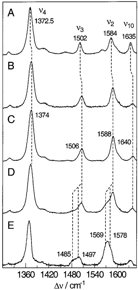 Rr Spectra Of Ferric Cyt C In The Marker Band Region Between 1300 And