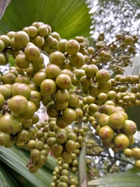 Areca Nut Palm And X28thland X29 Stock Image Image Of Nuts Large