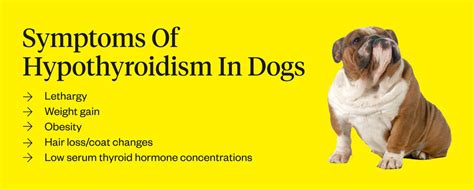 How Do You Know If Your Dog Has Thyroid Problems