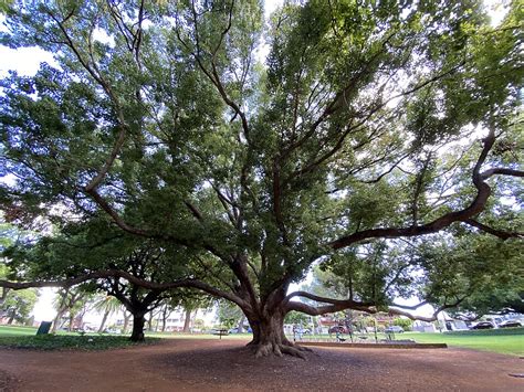 A Tree Canopy Crisis Particle