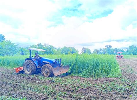 ဟင်္သာတမြို့နယ်တွင် သစ်စိမ်းမြေဩဇာပိုက်ဆံလျော်ထယ်ထိုးထည့်သွင်း စိုက်ပ