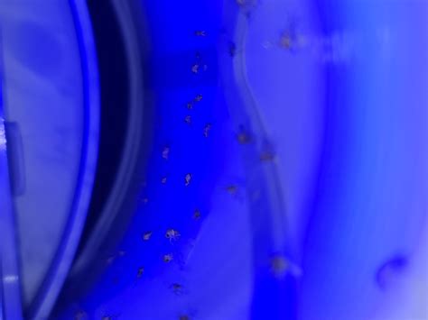 I Bought A Zevo Uv Bug Catcher Trap Ive Had It Plugged In For 2