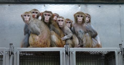 Inside An Nih Primate Lab
