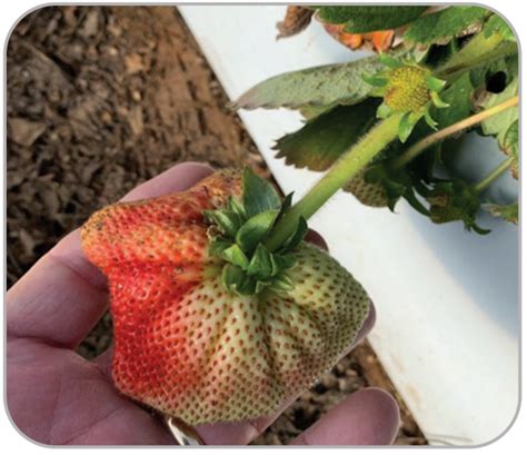 Ultrasol® Prop® K Plus Produced Higher Yields Per Acre Than Standard