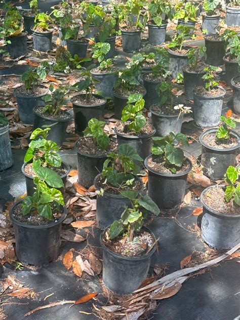 Buy Begonia Odorata Alba Upright Begonia Bidscape