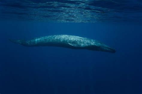 Blue Whale Size Comparison Discover How Big They Really Are Ocean
