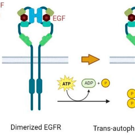 The Domain Architecture Of Egfr And Schematic Representation Of Egfr