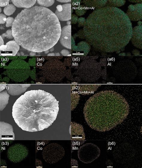 Sem Image Of The Cross Section And Energy Disperse X Ray Spectrometer