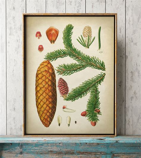 Botanical Poster Pine Cone Print Pine Tree Fall And Winter Decor