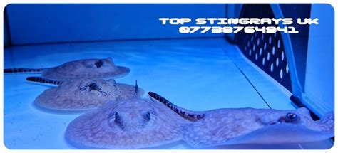 Hystrix Stingray Female Hystrix Stingrays Stingrays Uk Based Freshwater Stingray Specialist