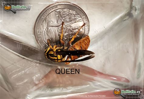 Queen Yellow Jacket Identification