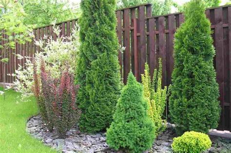 როგორ გავამრავლოთ ტუია დამოუკიდებლად და ნერგების ყიდვაზე ფული აღარ დავხარჯოთ რჩევები ვივიენისგან