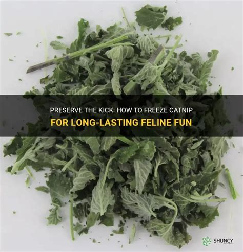 Preserve The Kick How To Freeze Catnip For Long Lasting Feline Fun Preserve The Kick How To Freeze Catnip For Long Lasting Feline Fun