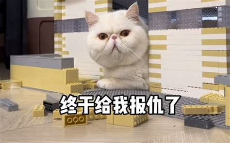 哈哈哈哈哈哥哥怎么也没想到我家这么多规矩 暖阳喵呀 暖阳喵呀 哔哩哔哩视频