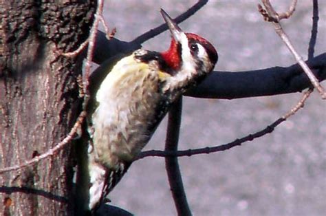Loves The Sap In The Maple